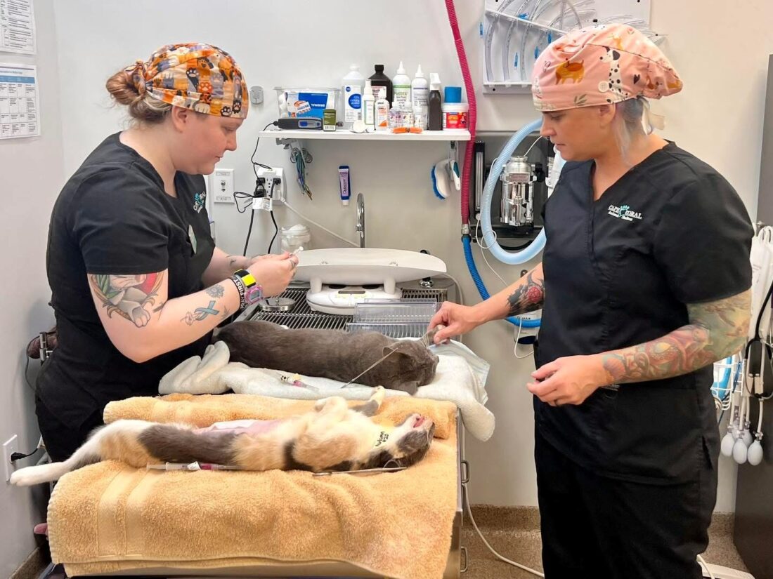 Cape Coral Animal Shelter expands TNVR Program to humanely manage ...